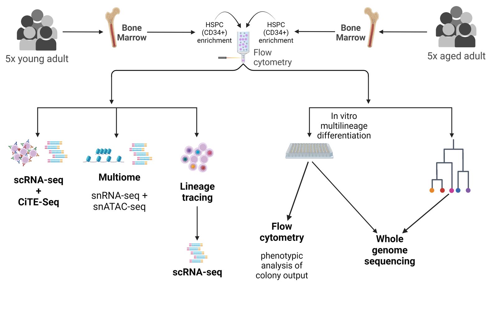 A functionally annotated single cell map of the ageing blood stem and ...