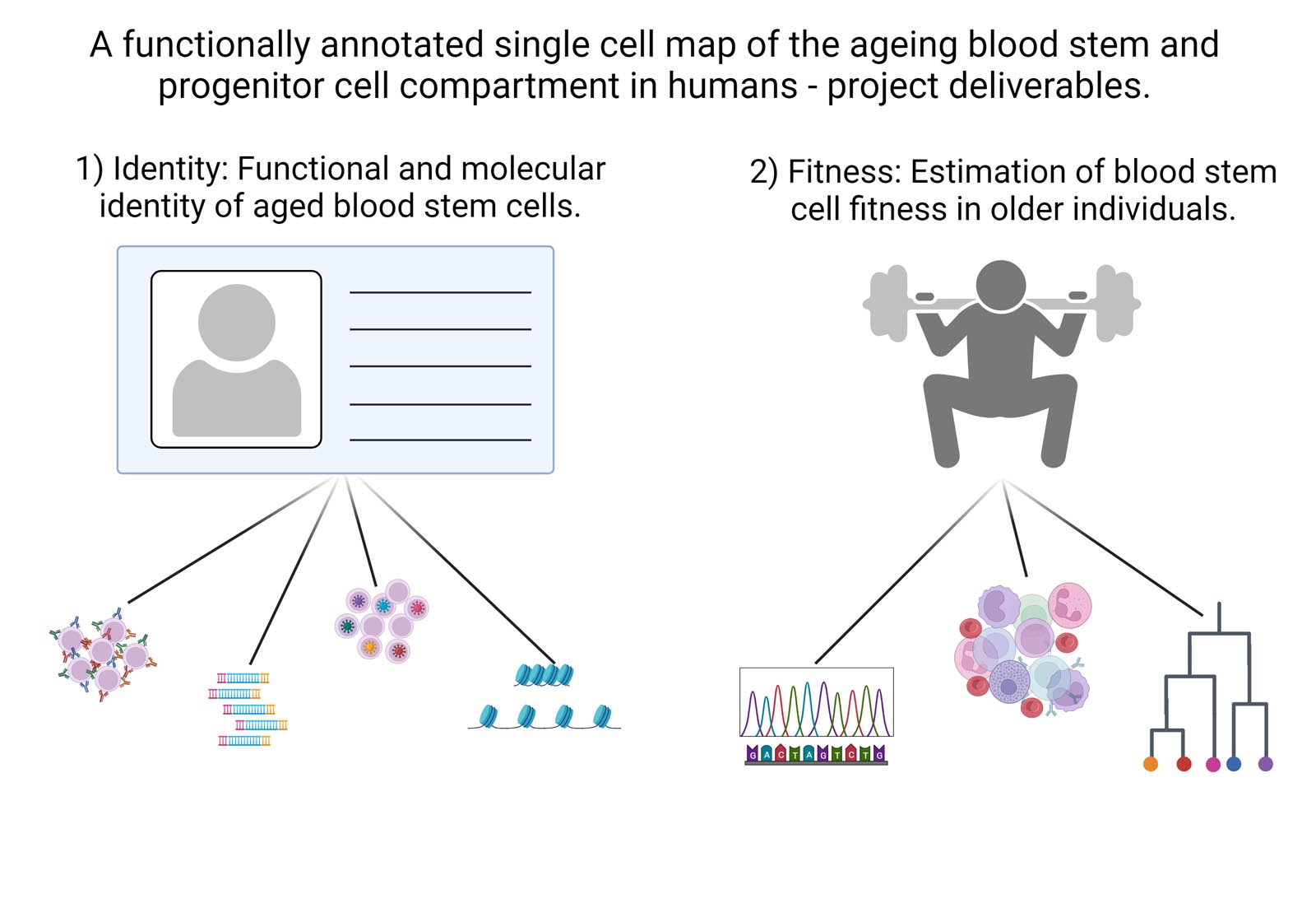 A functionally annotated single cell map of the ageing blood stem and ...